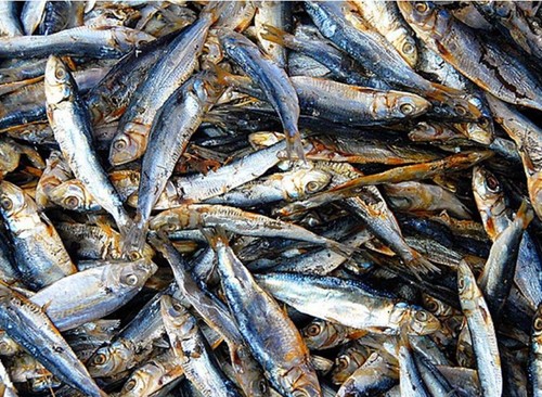 Sun Dried Spotted sardinella fish Seafood ( Hurulla ) Fish 100% High ...