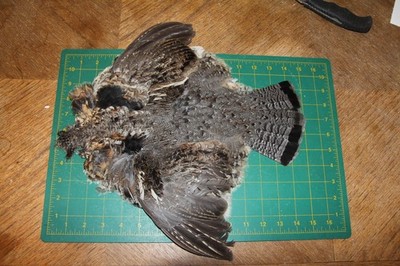 Ruffed Grouse Skin fly tying feathers #5 / soft hackle Hungarian ...