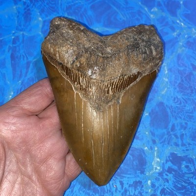 MEGALODON SHARK TOOTH 5.56” HUGE TEETH MEG SCUBA DIVER DIRECT FOSSIL NC ...