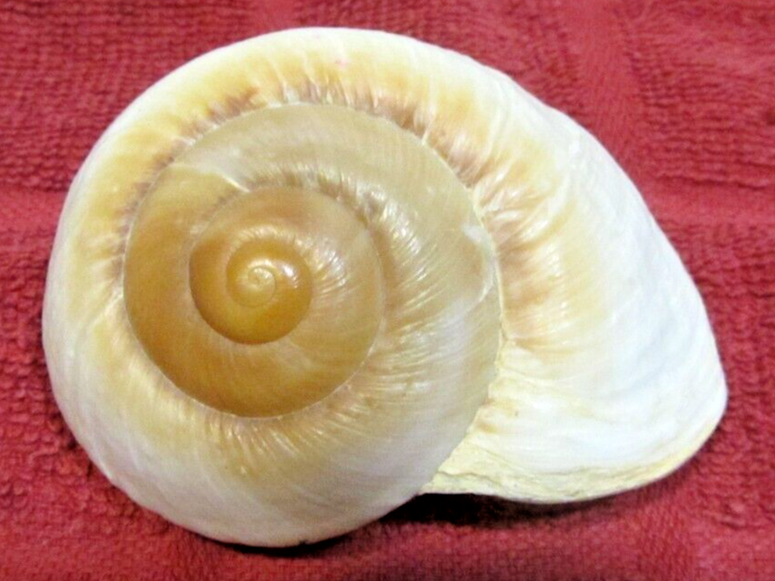 Muffin Snail Seashell, | eBay