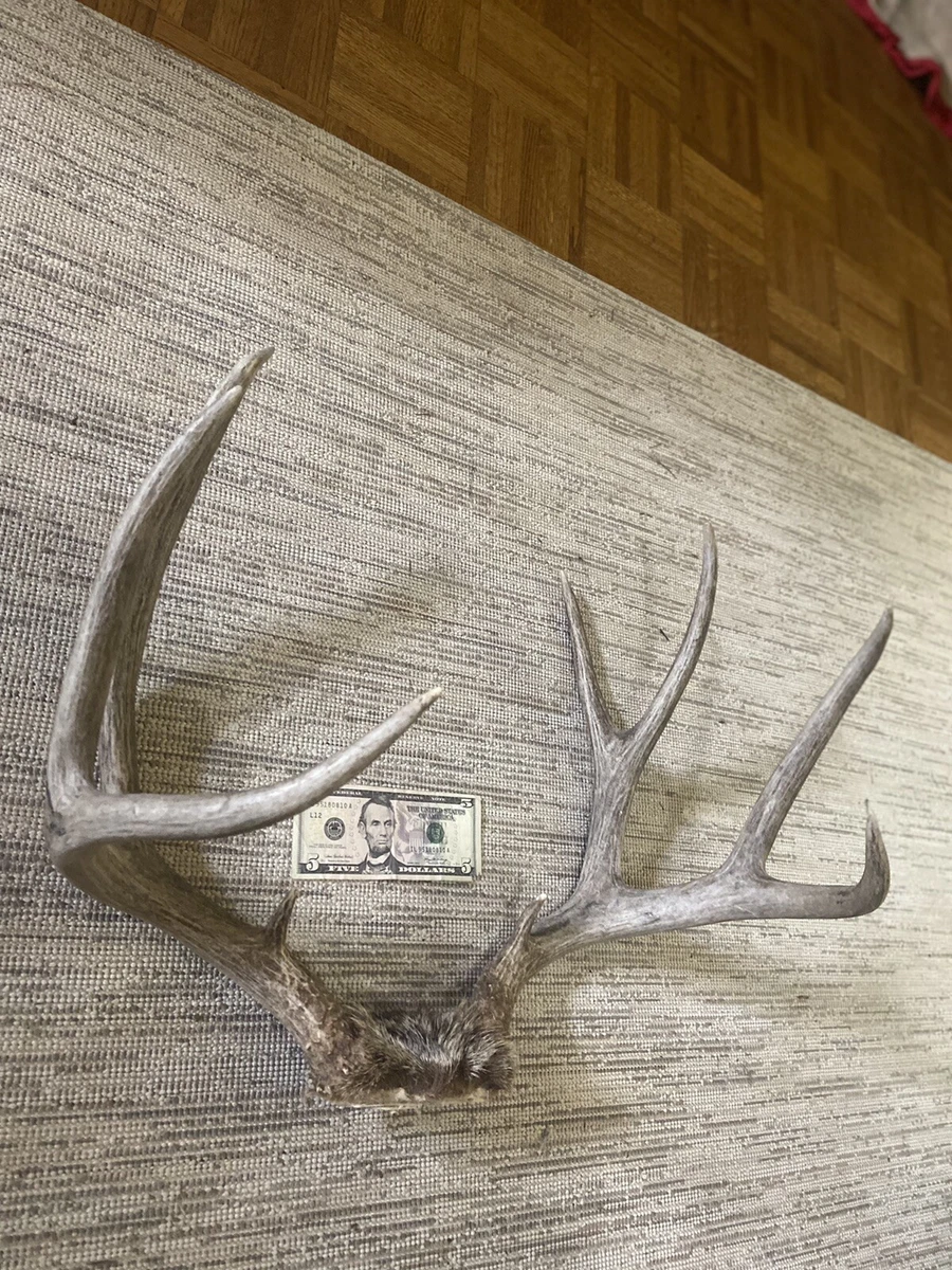 Monster Mule Deer Sheds