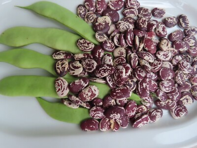 Mondbohne - Phaseolus lunatus - Limabohne - Ziegenauge -RARITÄT - Peru ...