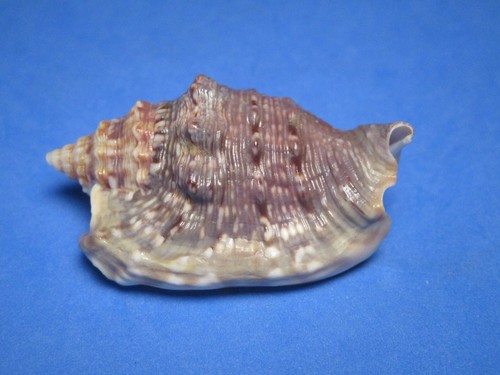 Strombus aurisdianae Linnaeus, 1758 "BEAUTIFUL" (56.7mm) | eBay