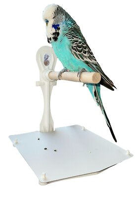 What is a Bird Perch: Ultimate Guide to Choosing Perfect Perches - Birds