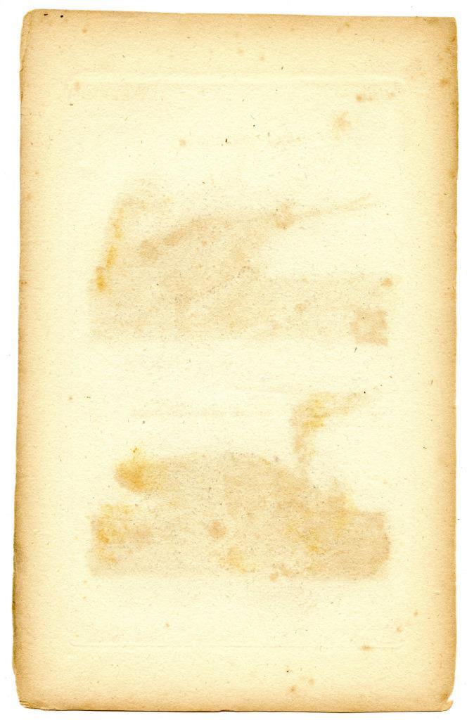 1776 Pennant White Long Tailed Duck Copper Engraving Antique Bird ...