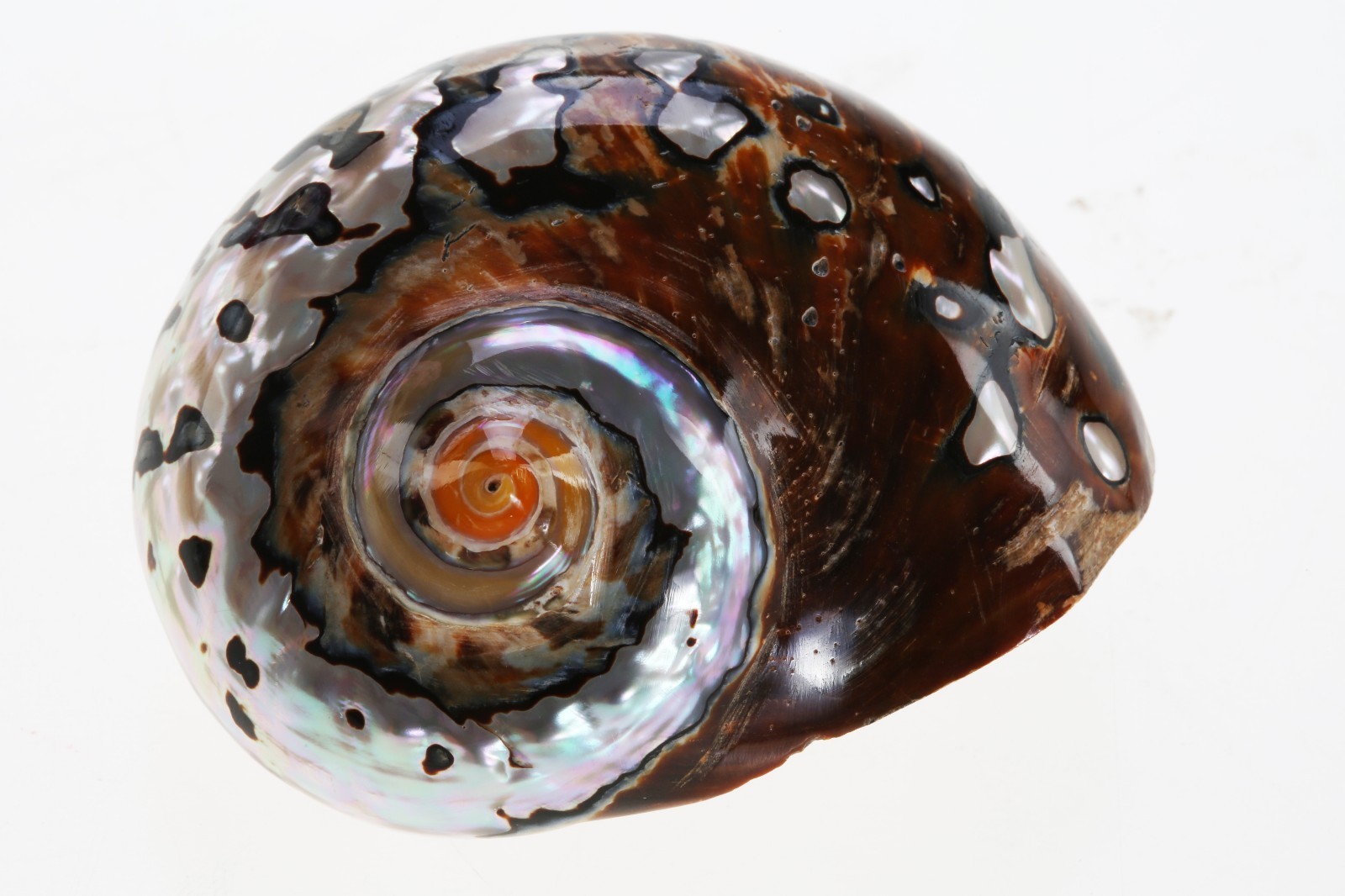 Turbo sarmaticus Shell snail South African Ver.1 Seashell Shellfish ...