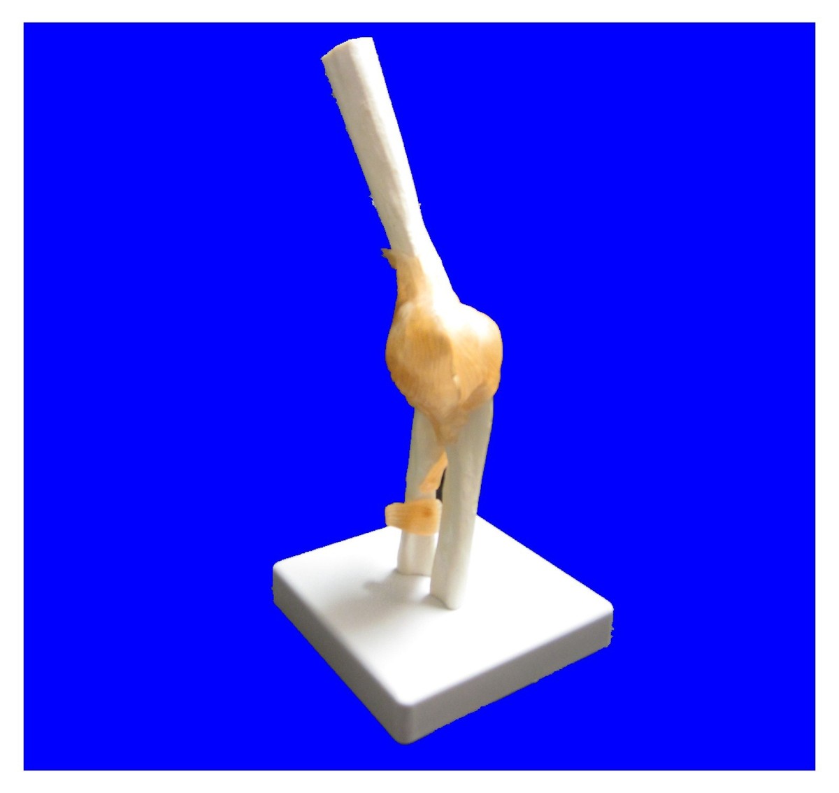 Elbow Joint Ligaments Model