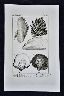 c 1828 Deseve Mollusk Shell Print - Various Mussel Bivalve Shells ...