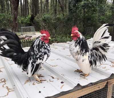 Poultry - Serama Eggs