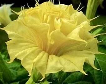 Double Datura Golden Queen Seeds ~ Devil’s Trumpet ~ Datura Metel ...