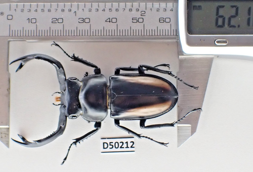 D50212. Insects, Lucanidae: Rhaetulus crenatus sp. Vietnam North. 62mm ...