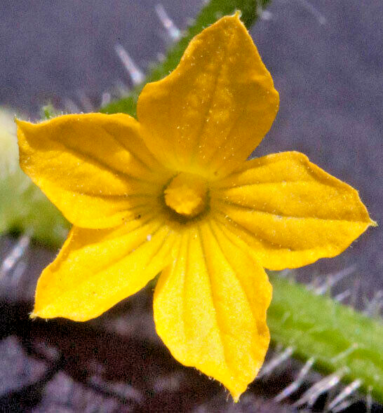 West Indian gherkin, Cucumis anguria, Gooseberry gourd, 60 seeds | eBay ...