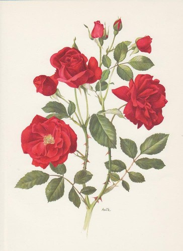 Rose 'Frensham' Roses Offset Lithograph 1965 Anne Marie Trechslin | eBay