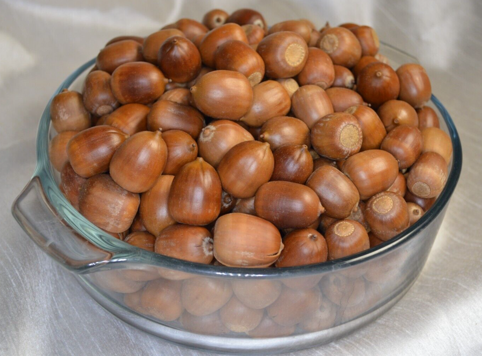 Acorns Wildlife Feed 1 LBS Chemical-Free Heat Dried For Birds ...
