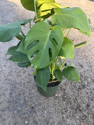 Monstera Deliciosa Tropical Split Leaf Plant in 6" inch Pot | Indoor ...