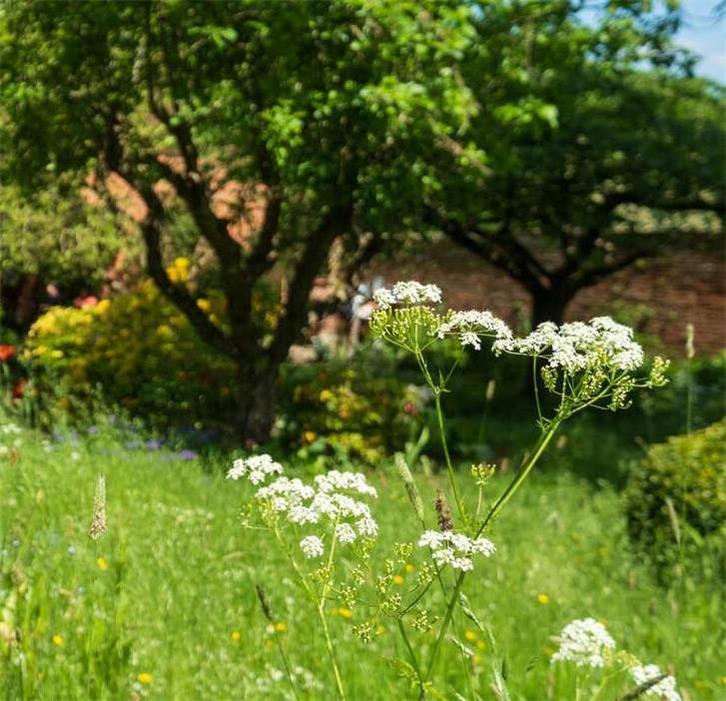 Cow Parsley Wild Flower HP, Pretty Hardy Perennial. Sow Spring+Autumn ...