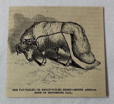 1881 magazine engraving~ FAT BROAD TAILED SHEEP ~ South African tail ...