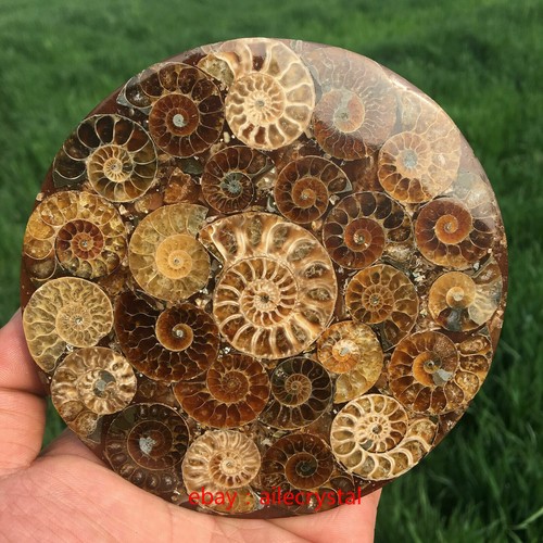 Natural Ammonite Disc Fossil Conch Specimen Healing +Stand 1PC 100G+ | eBay