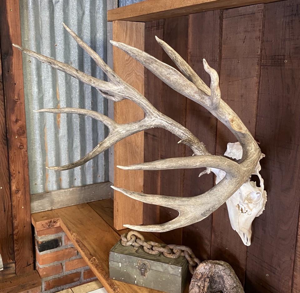 Mule Deer Rack ~ Antlers | eBay
