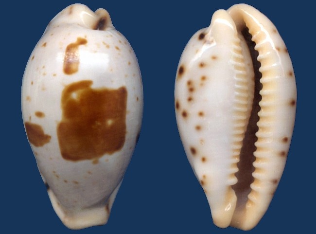 Shell Cypraea saulae visayensis Seashell | eBay