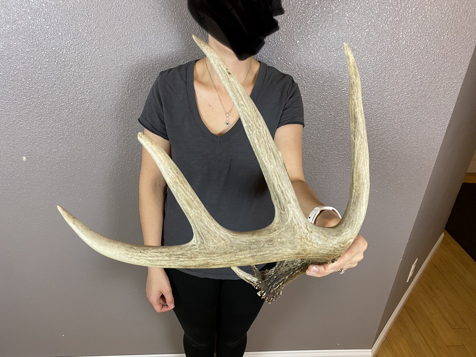 BIG Whitetail Deer Antler Shed Wild Horns Elk Decor Antlers Sheds 6pt ...