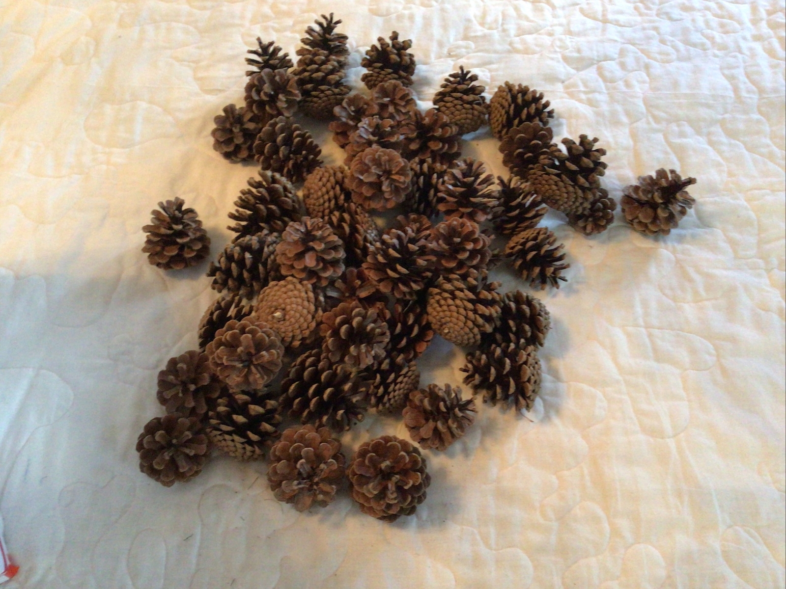 Natural Pine Cones, Real Pinecones Great For Crafts lot of 50 Sizes 2.5 ...