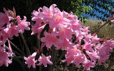 21 Amaryllis Belladonna SALE - Naked Ladies - Surprise Lily - 21 BULBS ...