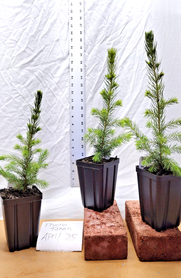 Black Hills Spruce 2 year old tree. Picea glanca var densata. mariana ...