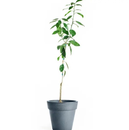 Owari Satsuma Tree 1Gal Pot 2-3FT Tall Indoor Citrus Plant Satsuma ...