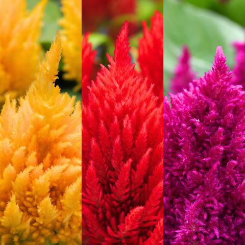 Garden-Ready Celosia Plants – First Flame Mix: Yellow, Red & Purple ...