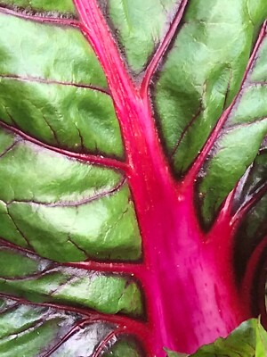 Swiss Chard Seeds - Pink Purple Rhubarb Chard Vegetable Greens X10 ...