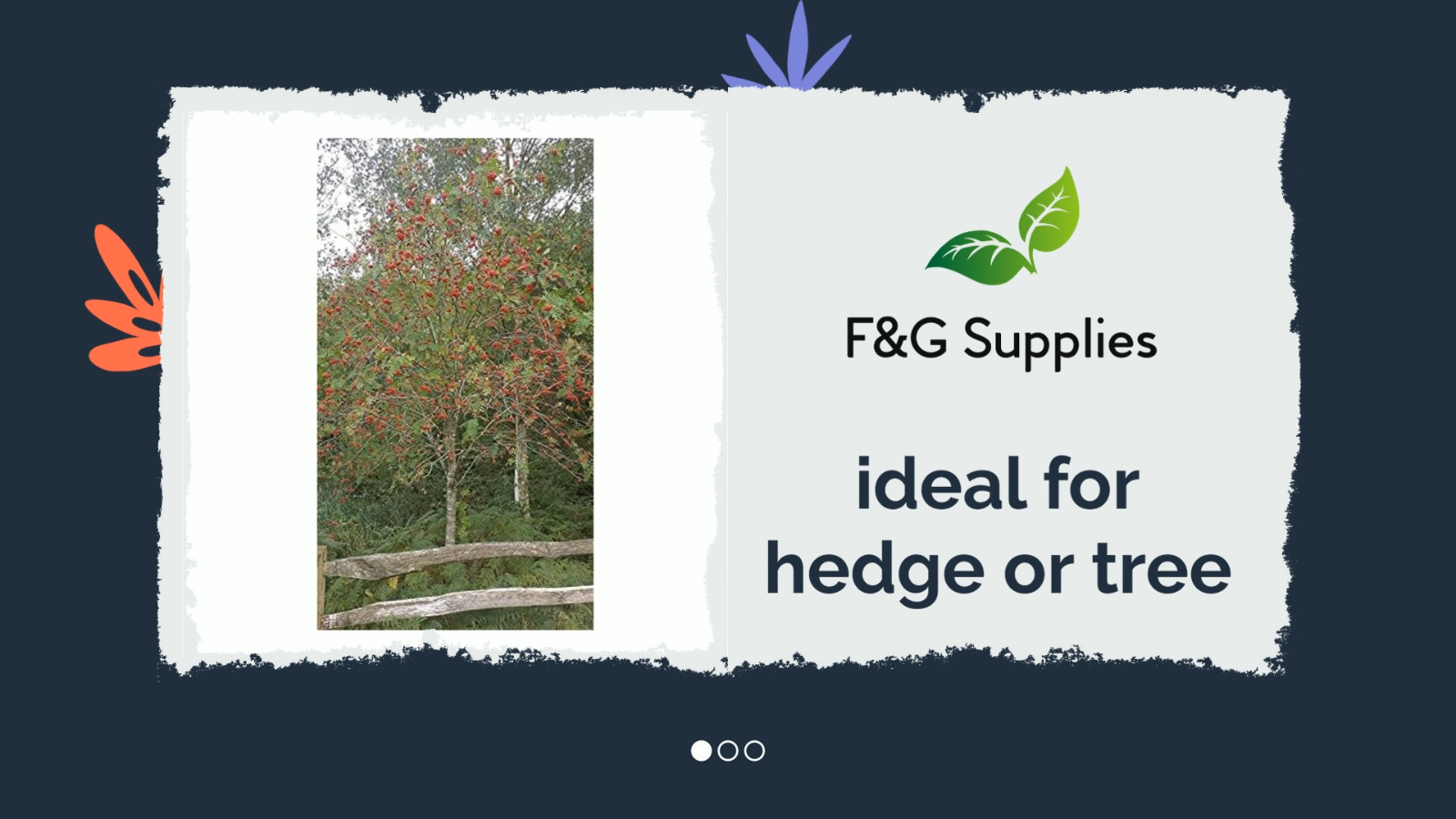 Rowan Sorbus Acuparia Native hedge plants hedging bare root saplings ...