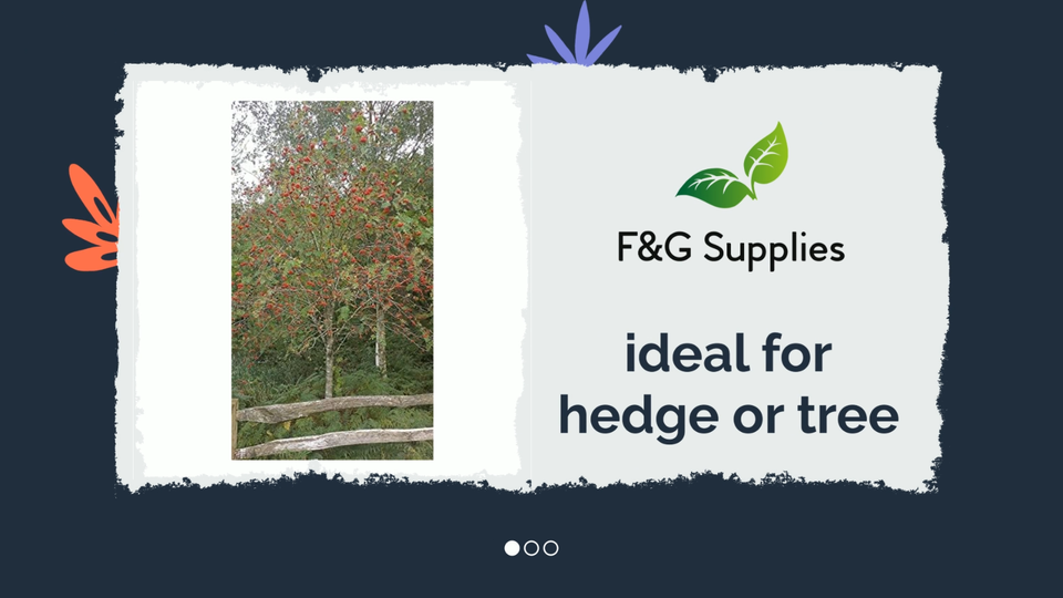 Rowan Sorbus Acuparia Native hedge plants hedging bare root saplings ...