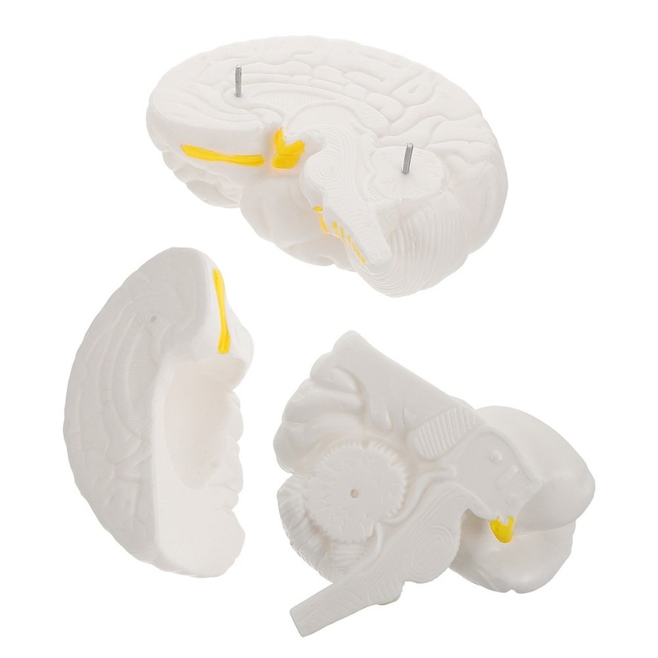 Human Brain Model: Human Brain Anatomy Model With Display Base For ...