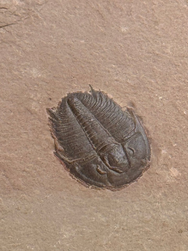 MODOCIA TYPICALIS FOSSIL TRILOBITE MILLARD CO. UTAH | eBay