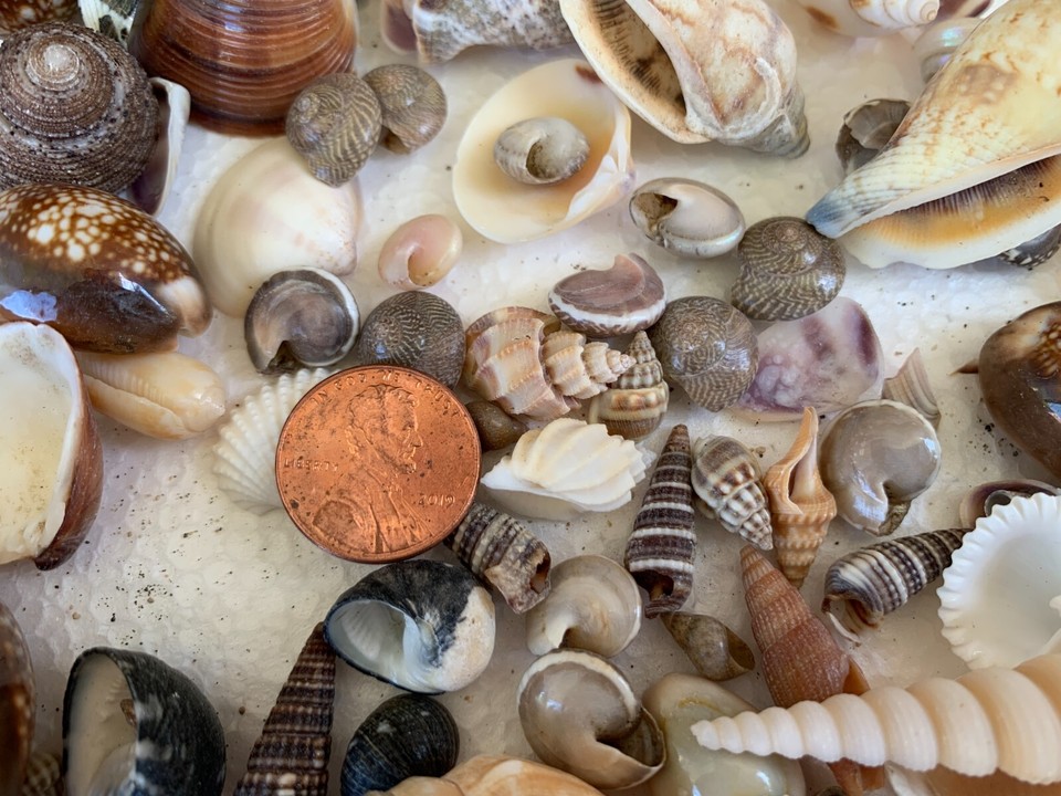 Assorted Mixed Seashells Sea Shells Best Price US Seller FREE Ship! | eBay