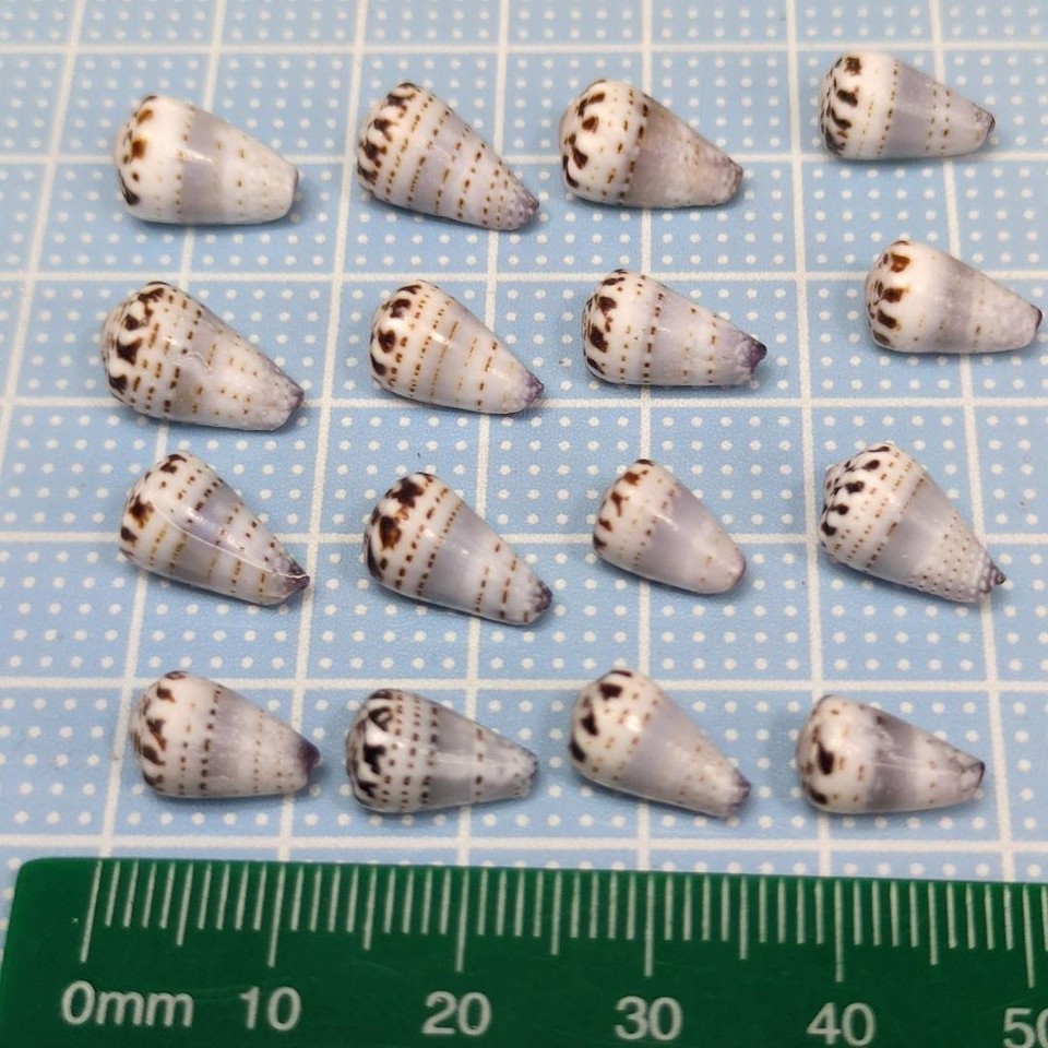 Natural Seashell Small Conch Shell Art Craft From Japan 22741 | eBay