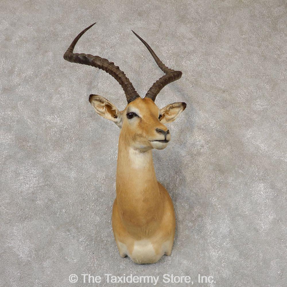 African Impala Head