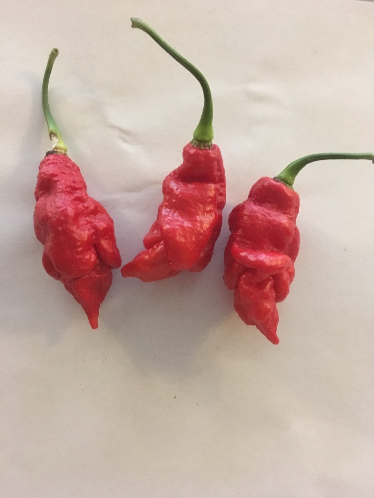 5 STRAIN EXTREME HEAT COMBO! RARE PEPPER SEEDS - SUPER HOTS - GARDEN ...