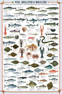 SHELLFISH AND MOLLUSKS 68 Species Wall Chart 24x36 POSTER for Fishermen ...