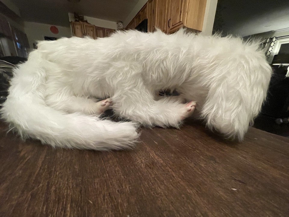 The Never Ending Story Falkor the Luck Dragon Baby Plush Stuffed Animal ...