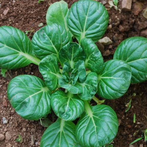 TATSOI 200+seeds Rosette Pak Choi Asian Winter Baby Leaf Nutritional ...