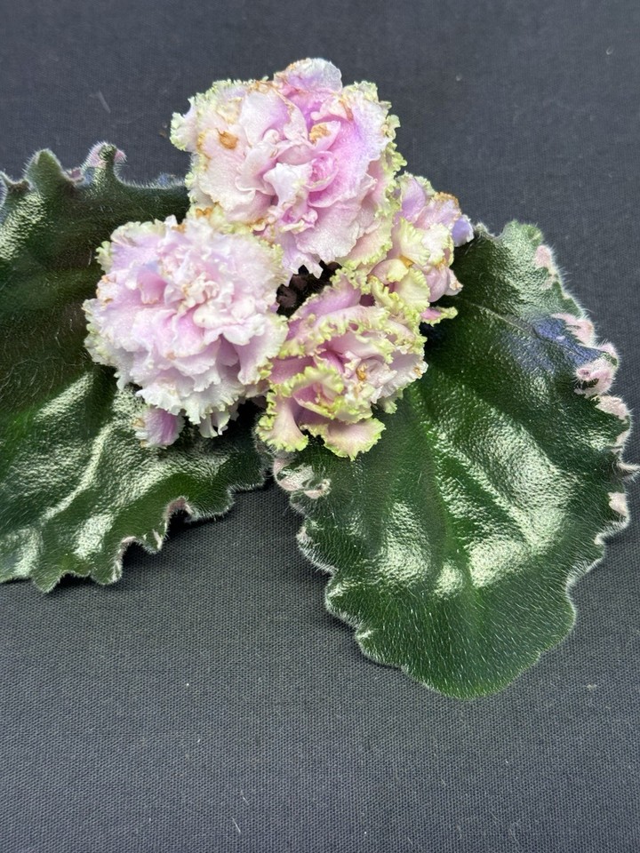 AFRICAN VIOLET PLANT WRANGLER'S GAUDY LADY STANDARD | eBay