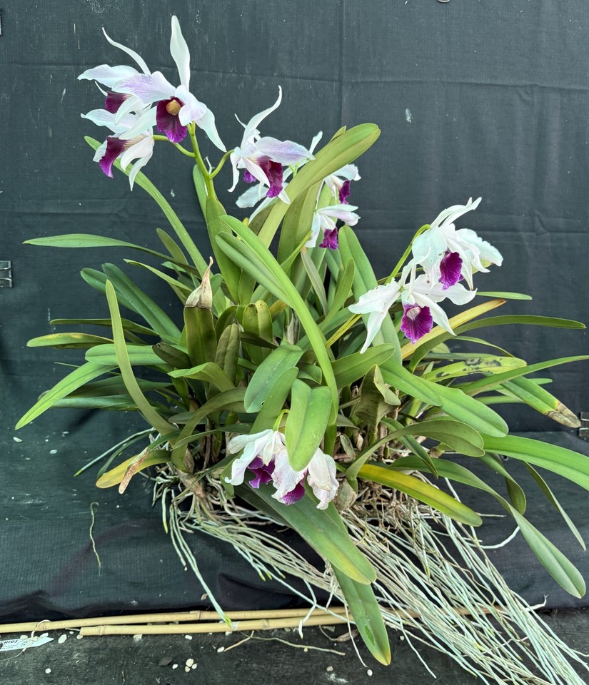 RON Cattleya Orchid SPECIES C. purpurata (f. roxo violeta x werhauseri ...
