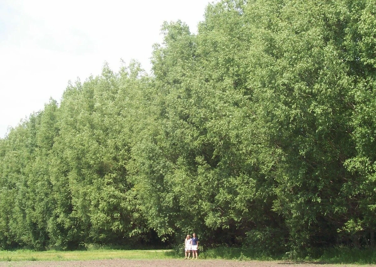 Hybrid Willow Tree