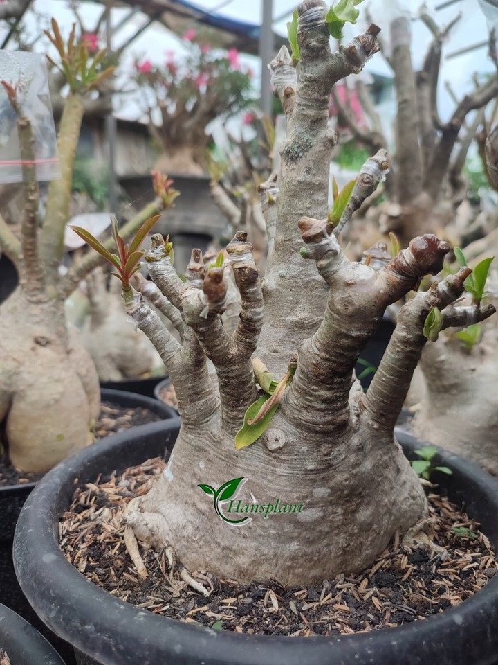 Adenium mix flower - bonsai Arabicum Godji best character obesum bonsai ...