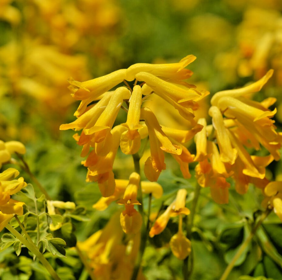 50 Yellow Bleeding Heart Seeds (Corydalis lutea) Flowering Perennial ...