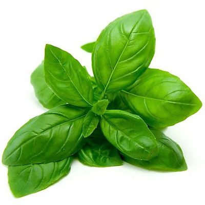 500 Graines BASILIC GENOVESE non traitées - grand vert italien Ocimum ...