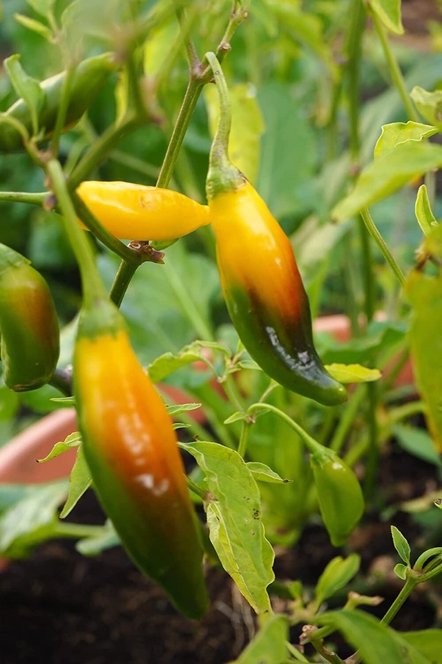 Lemon Drop Chilli Seeds - 10 Fresh Aji Lemon Pepper Seeds | eBay