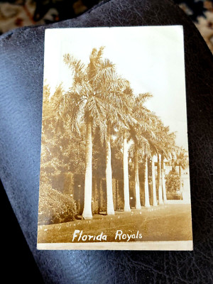 RPPC Florida Royals Row Of Palm Trees Real Photo Postcard Posted 1943 ...